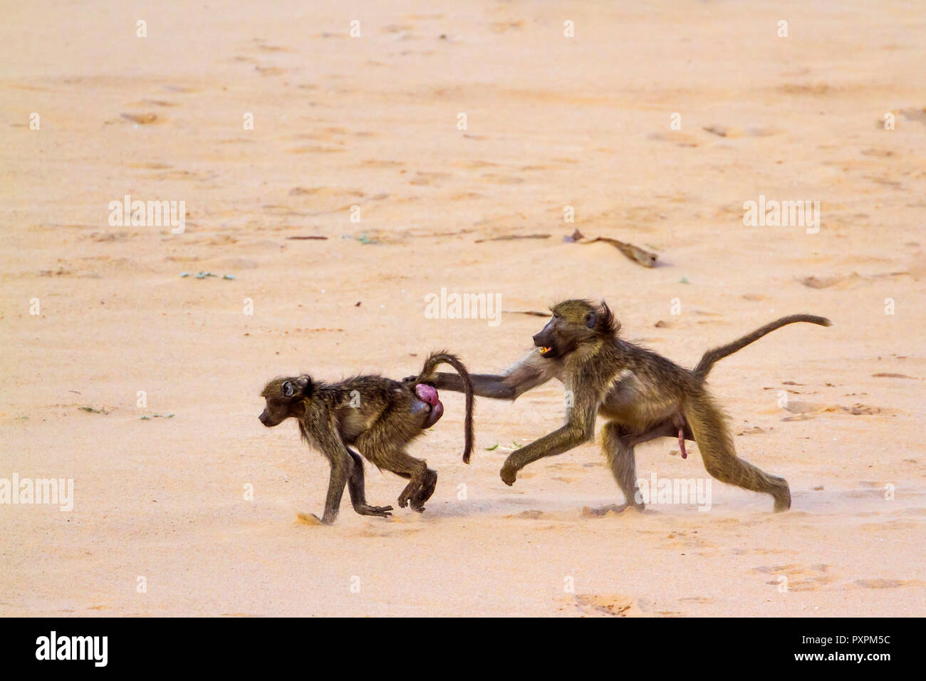 Baboon mating hi-res stock photography and images - Alamy