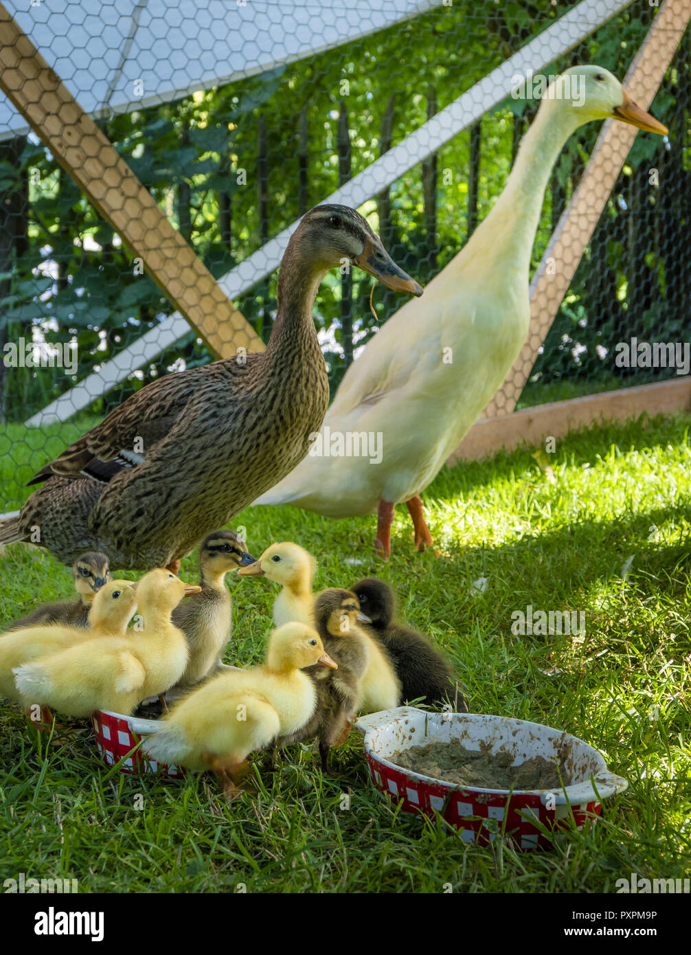 Indian walking duck hi-res stock photography and images - Alamy
