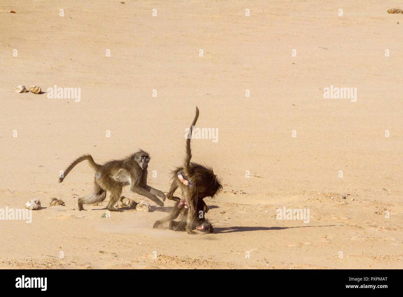 Angry baboon africa hi-res stock photography and images - Alamy