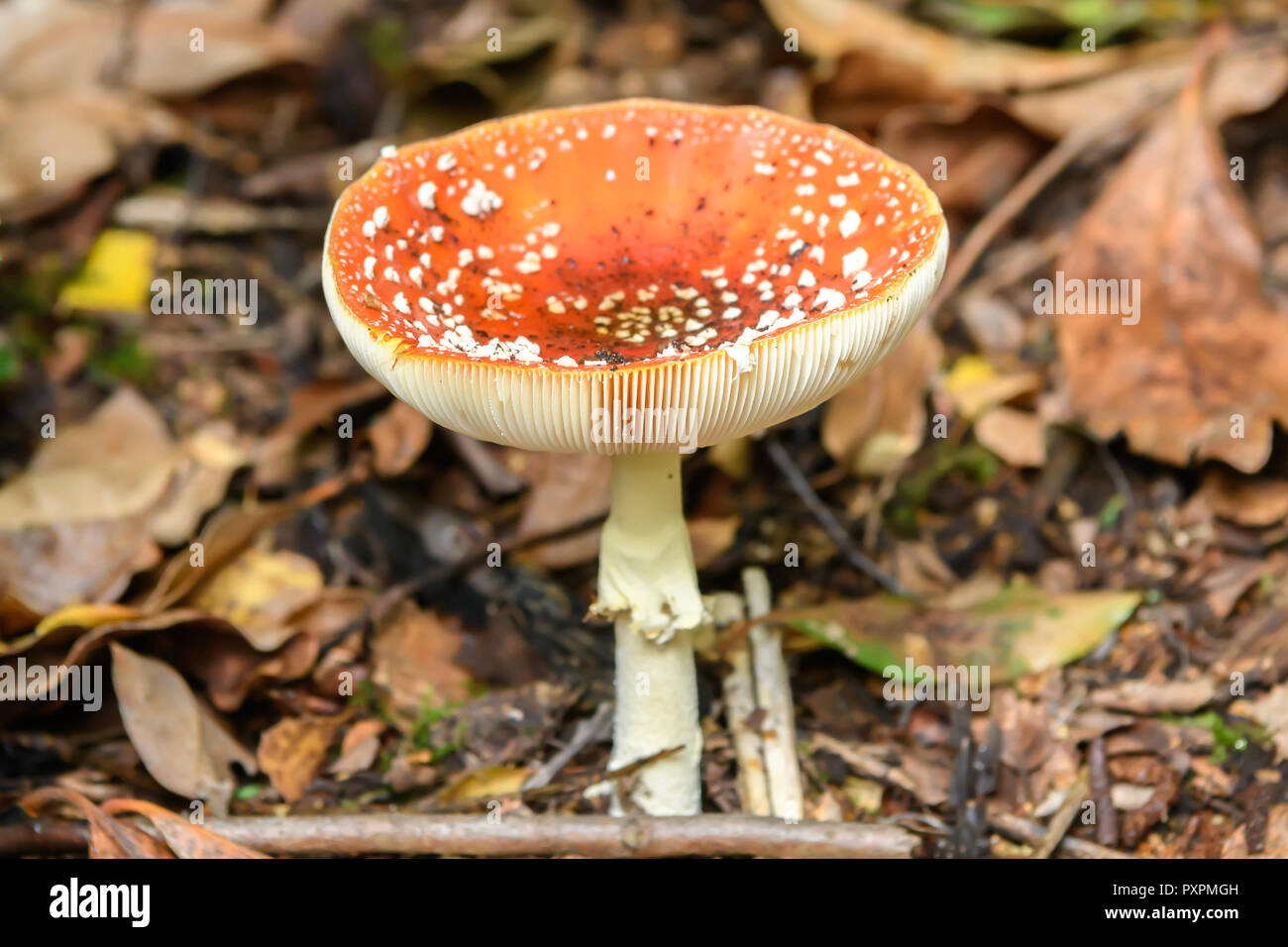 Red toadstool with white spots Stock Photo - Alamy