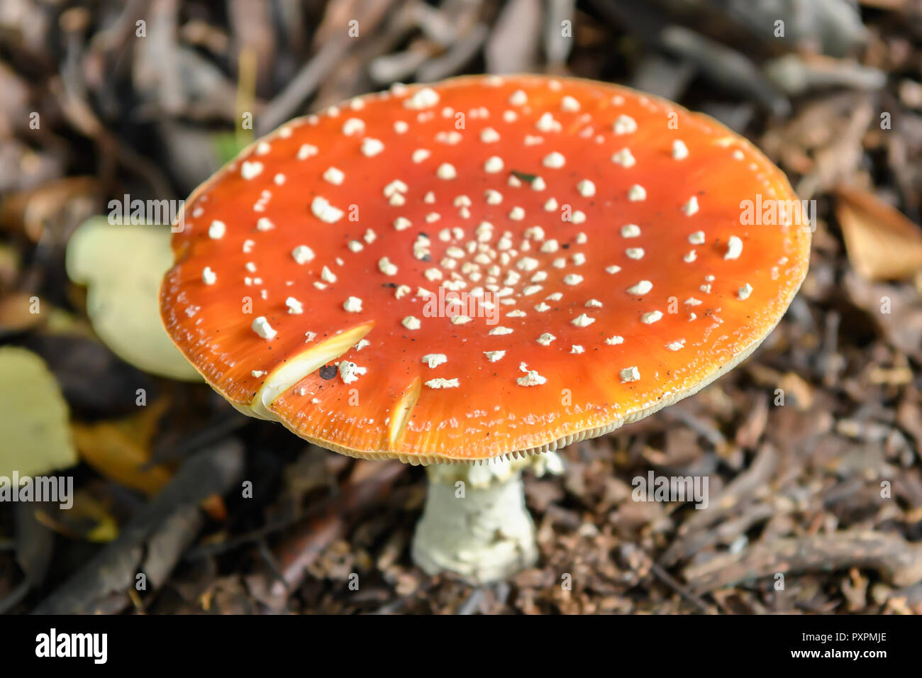 Red toadstool with white spots Stock Photo - Alamy