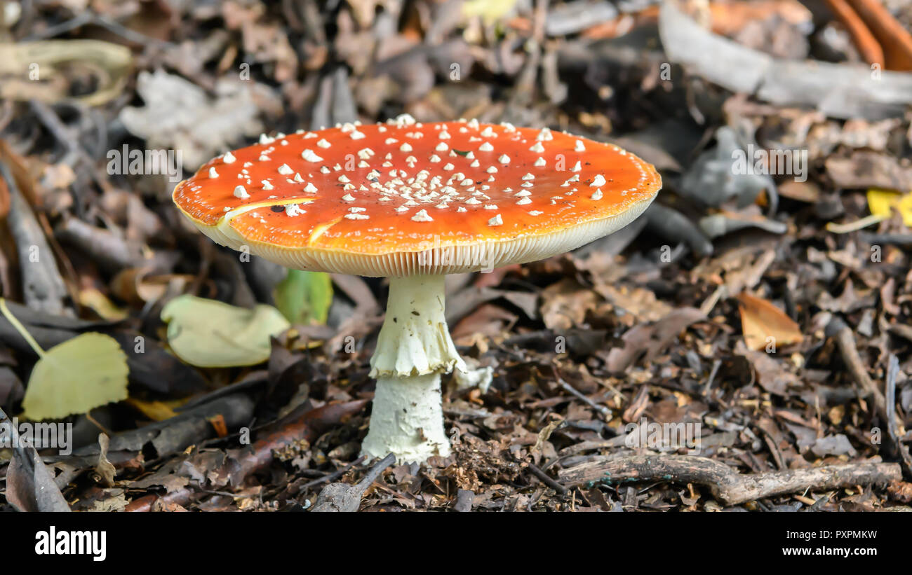 Scrub caps hi-res stock photography and images - Alamy