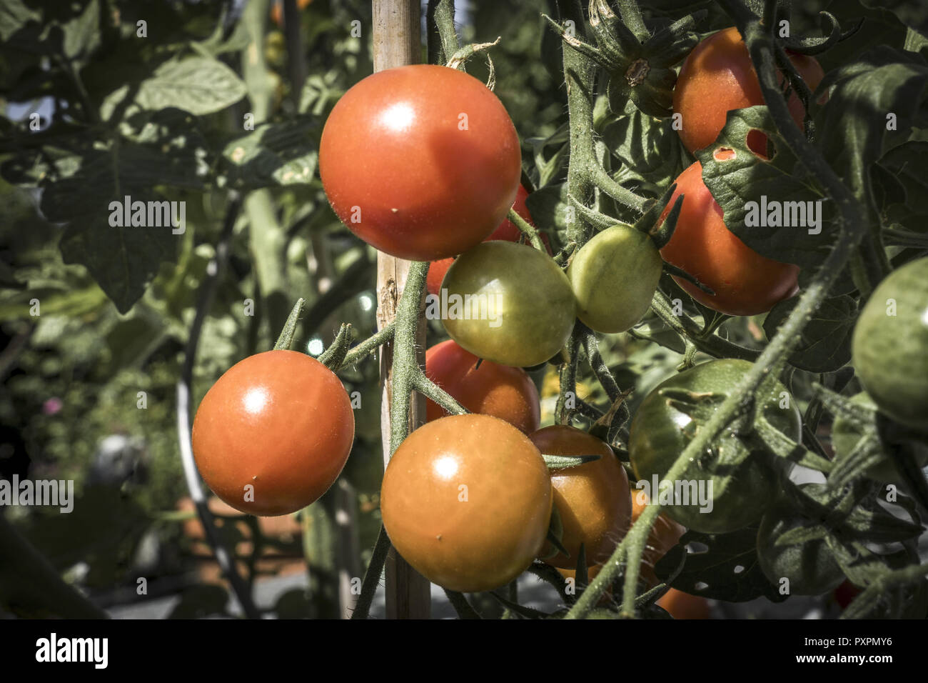 Organic tomatoes growing in a garden Stock Photo - Alamy