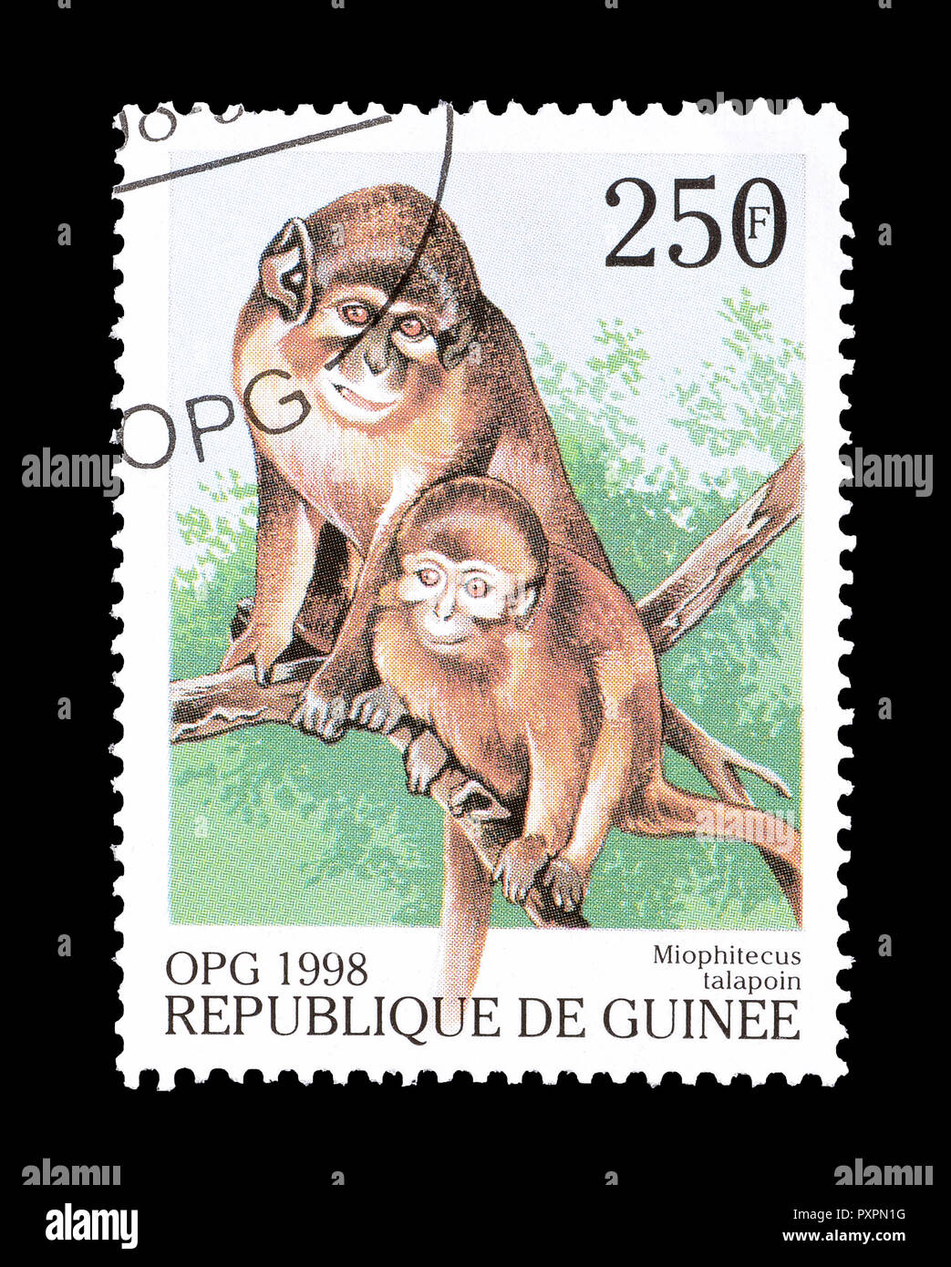 Talapoin hi-res stock photography and images - Alamy