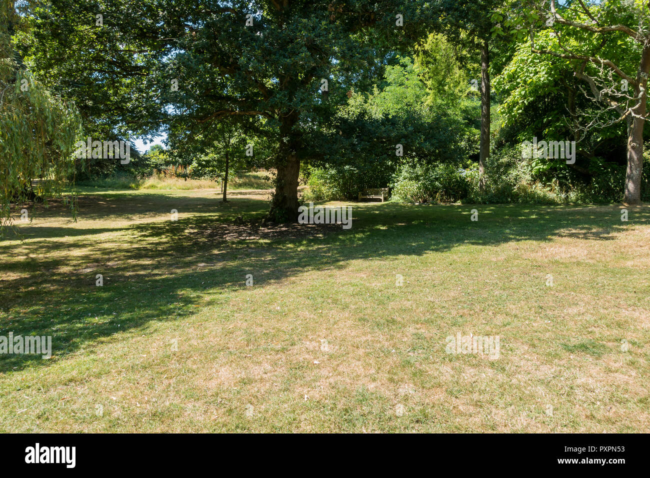 Trees and grass landscape in summer, Upton Country Park, Poole, Dorset ...