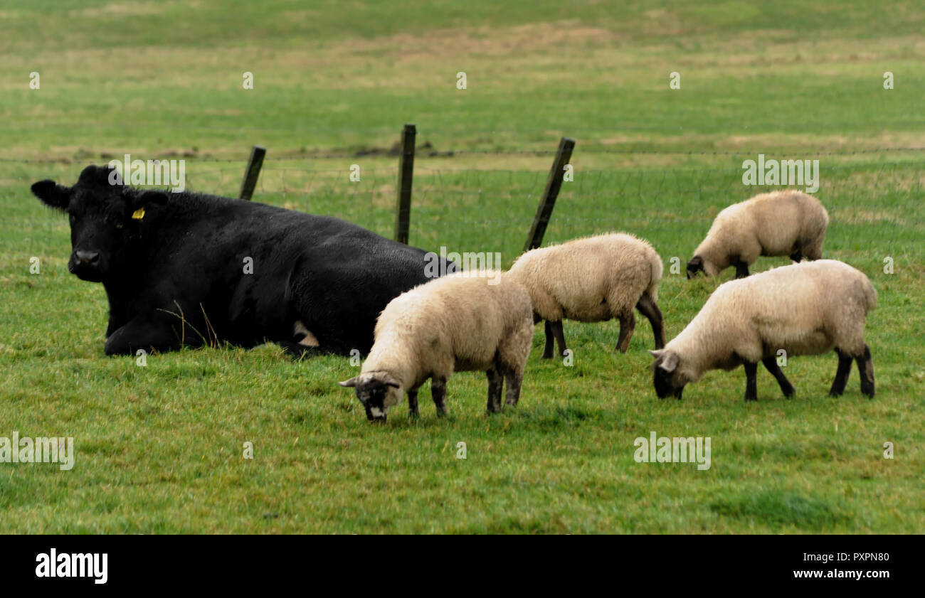cow and sheeps together Stock Photo - Alamy