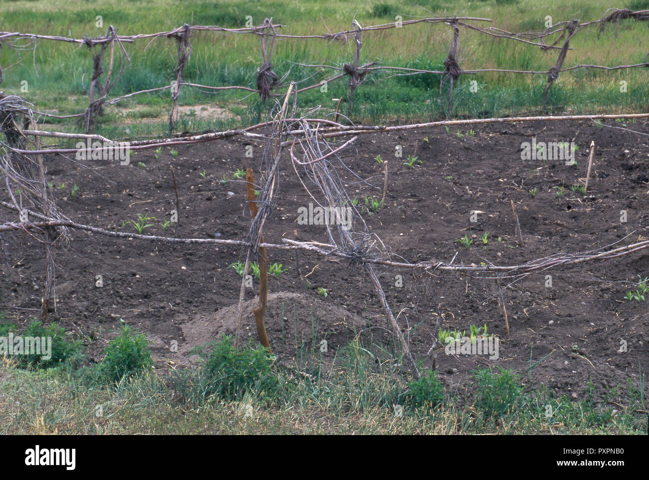Mandan tribe hi-res stock photography and images - Alamy