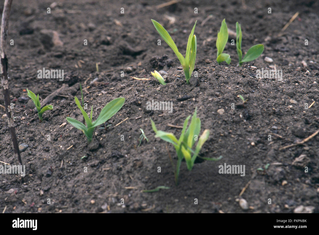 Mandan tribe hi-res stock photography and images - Alamy