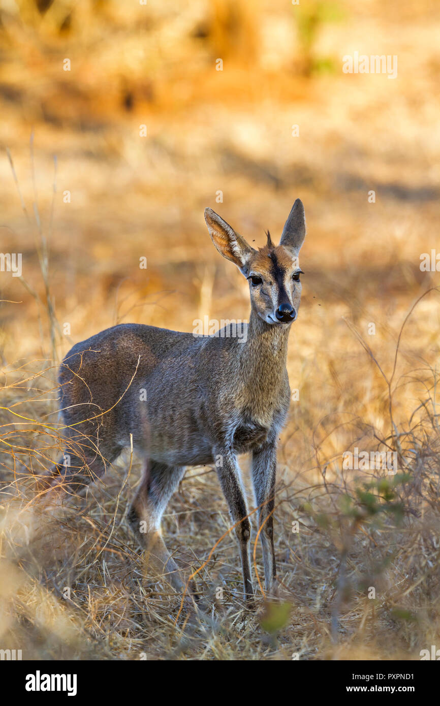 Grey duiker hi-res stock photography and images - Alamy