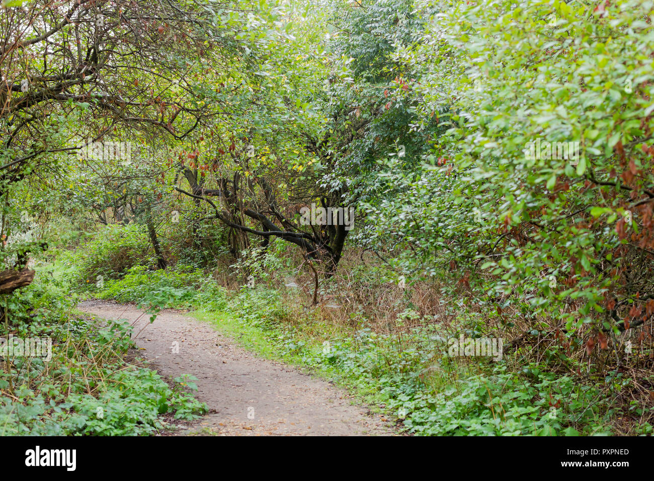 Pathway through woodland in autumn, Dorset, UK Stock Photo - Alamy