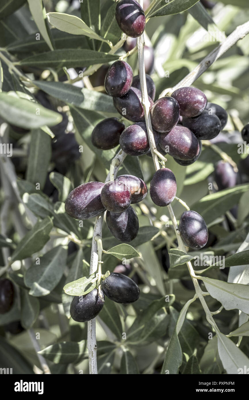 Ripe olives (Olea europaea) on the tree, Tuscany, Italy, Europe Stock ...