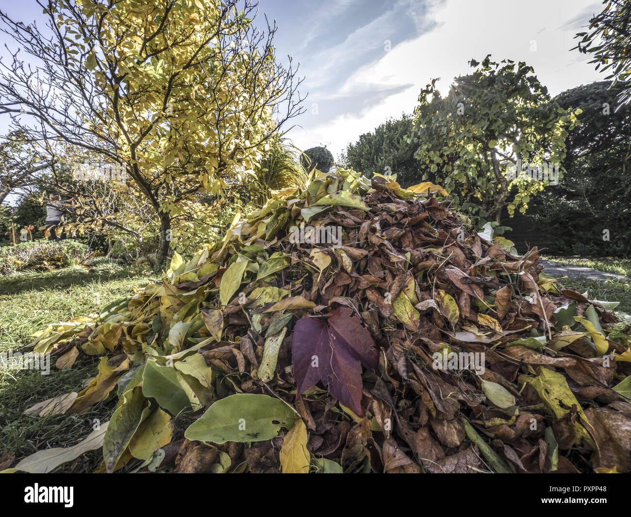 Large piles of leaves in the garden Stock Photo - Alamy
