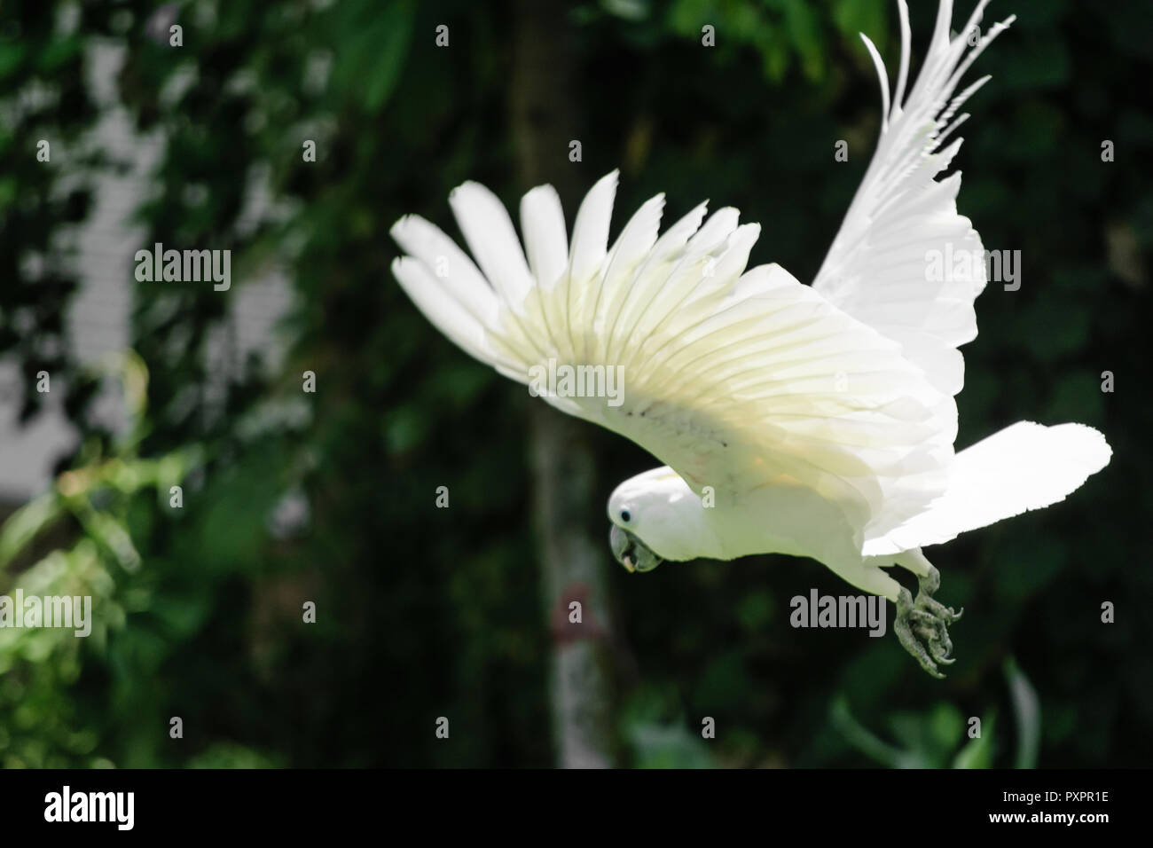 Flying white Sulphur-crested cockatoo in green foliage blurred and ...