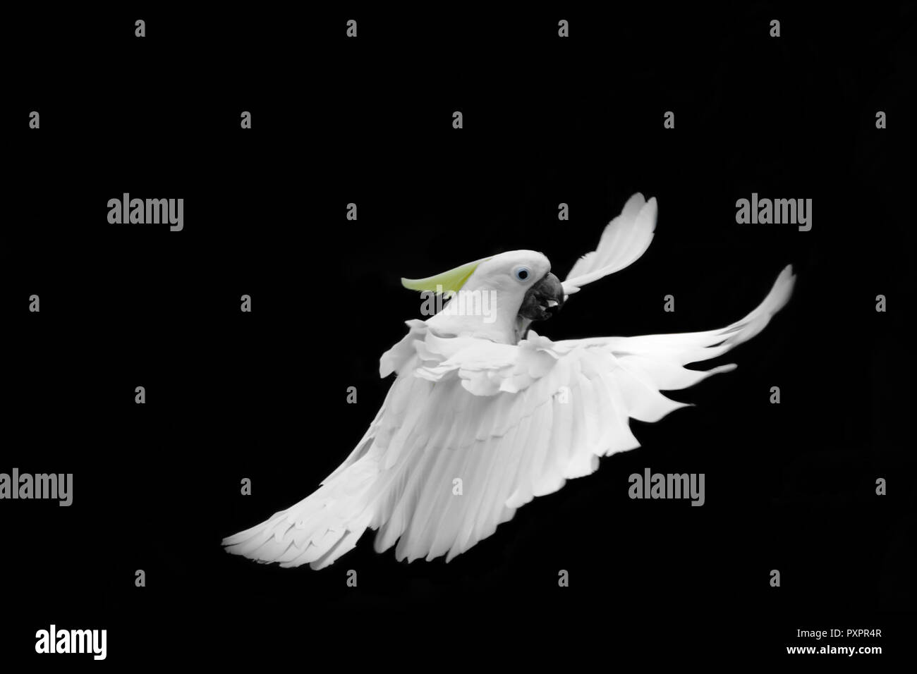 Flying white Sulphur-crested cockatoo isolated on black background ...
