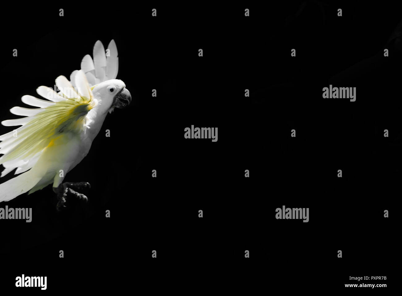 Flying white Sulphur-crested cockatoo isolated on black background with ...