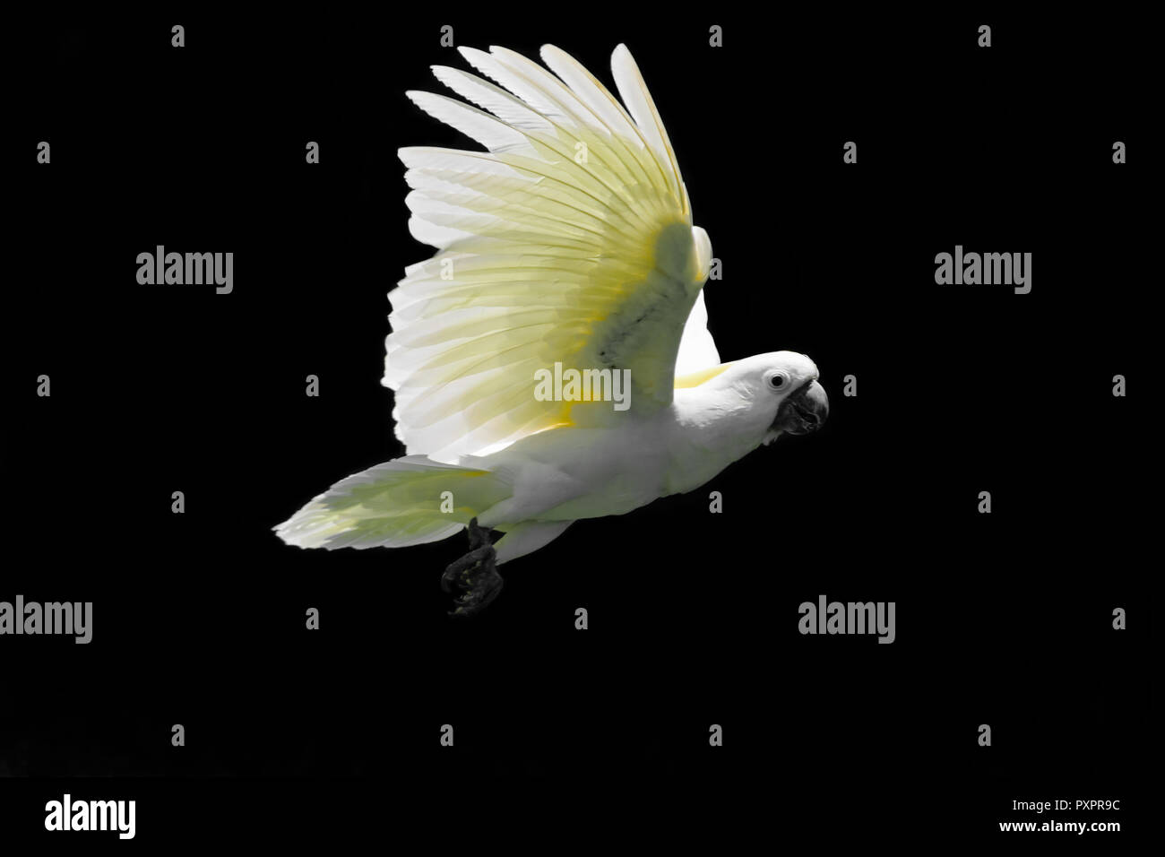 Flying white Sulphur-crested cockatoo isolated on black background ...