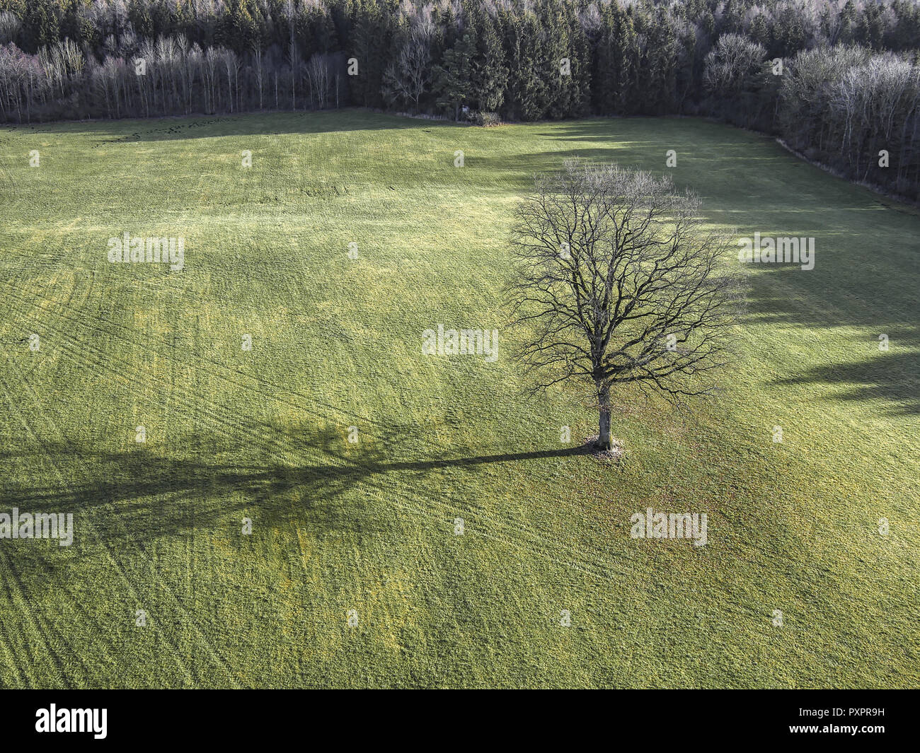 Leafless Oak Tree on a meadow Stock Photo - Alamy