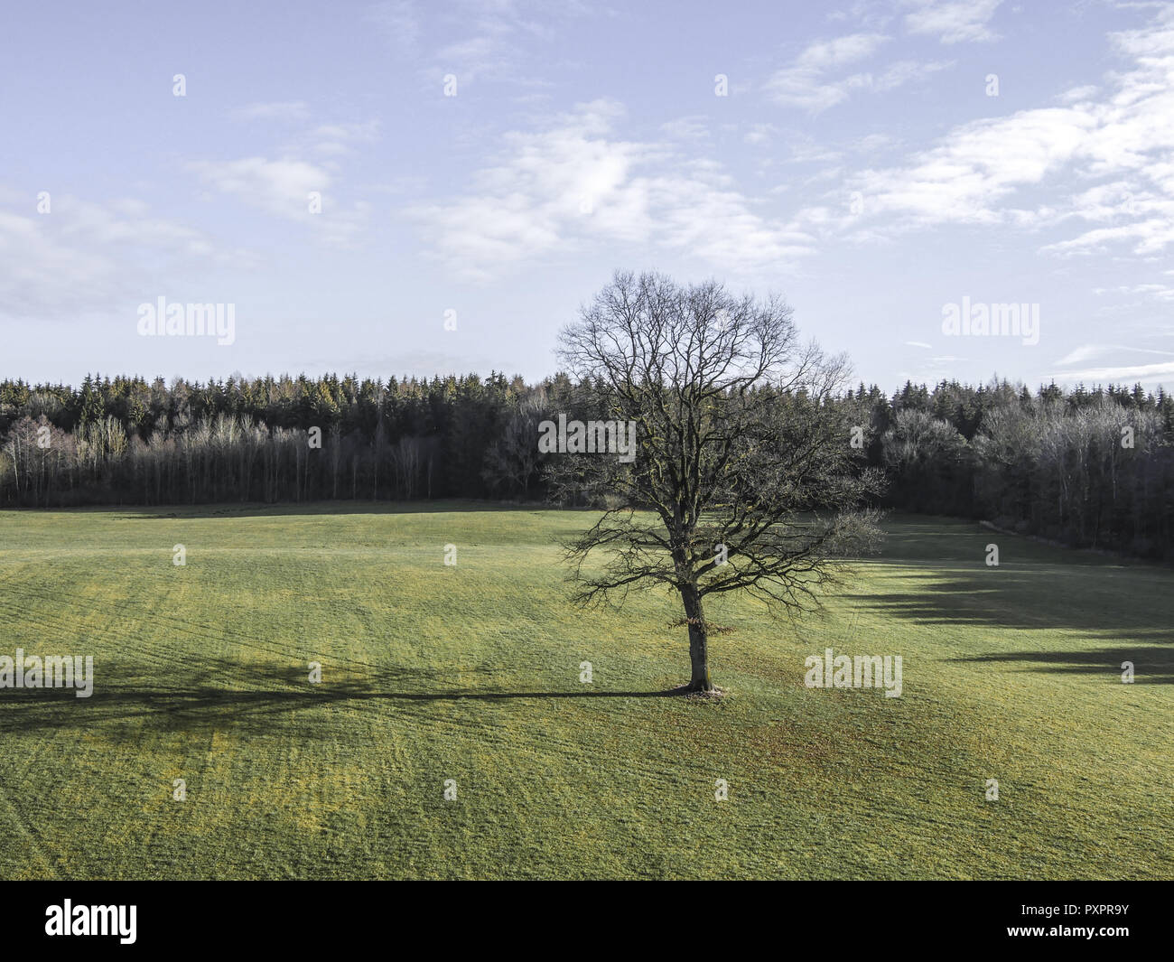 Leafless Oak Tree on a meadow Stock Photo - Alamy