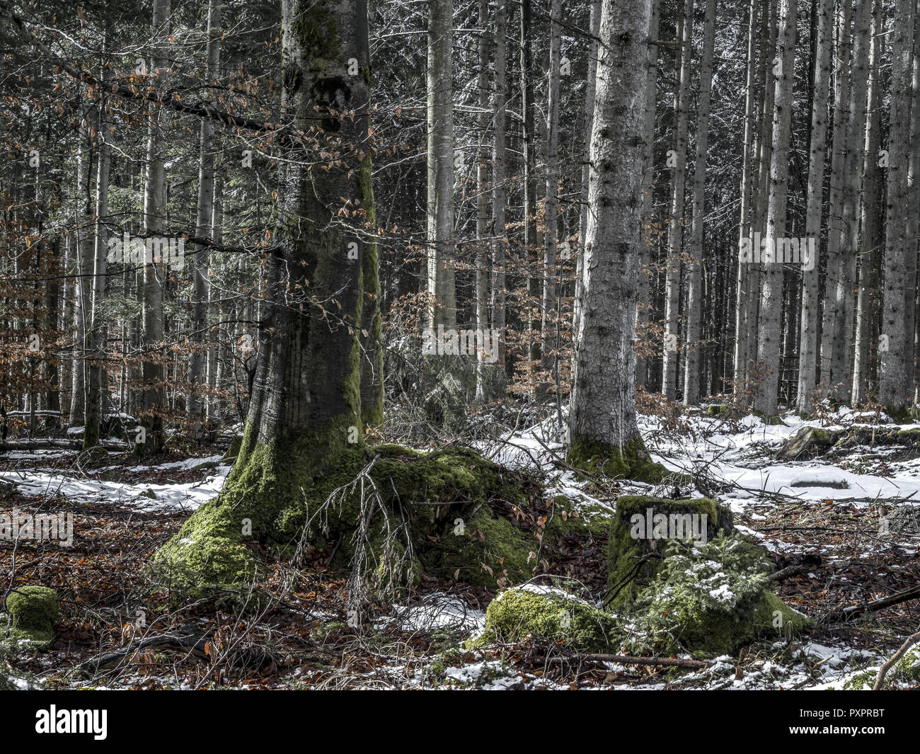 Forest in Spring Stock Photo - Alamy