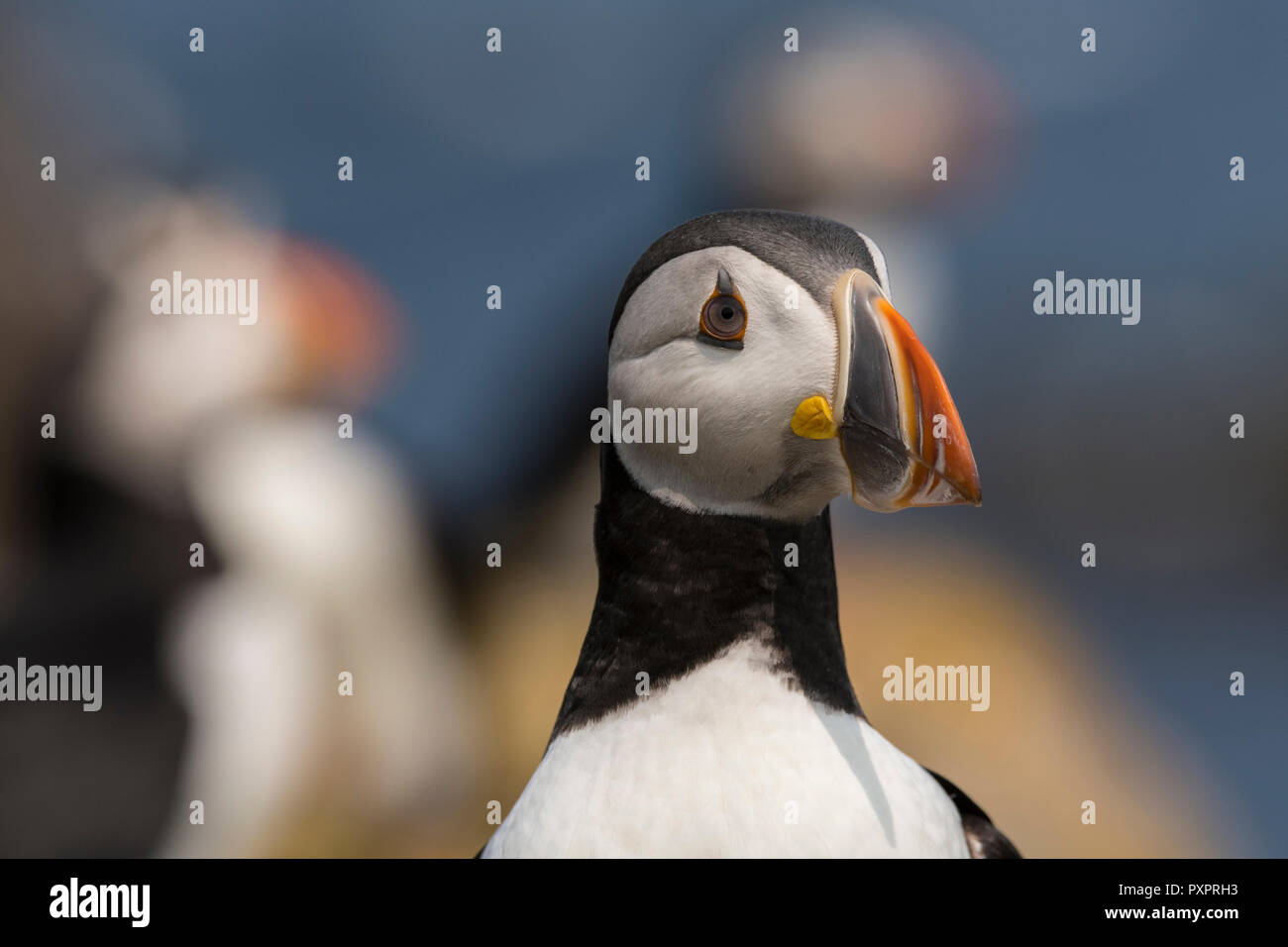 Atlantic Puffin colony at Elliston, Newfoundland, puffins close-up shot ...