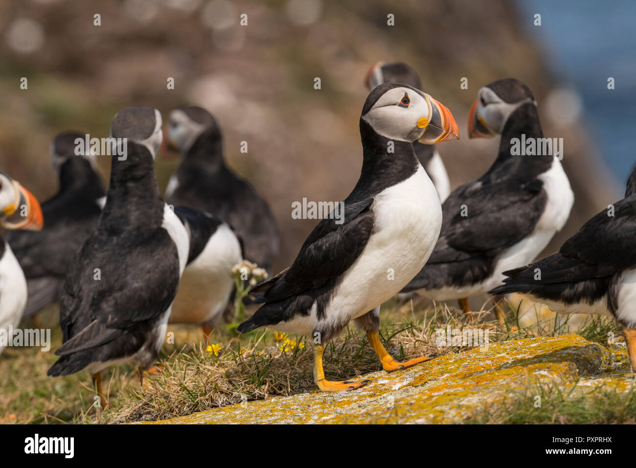 Atlantic Puffin colony at Elliston, Newfoundland, puffins close-up shot ...