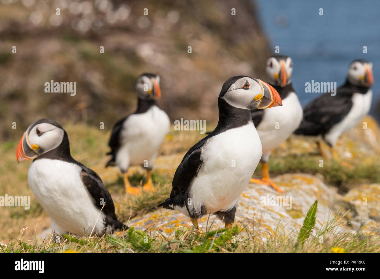 Atlantic Puffin colony at Elliston, Newfoundland, puffins close-up shot ...