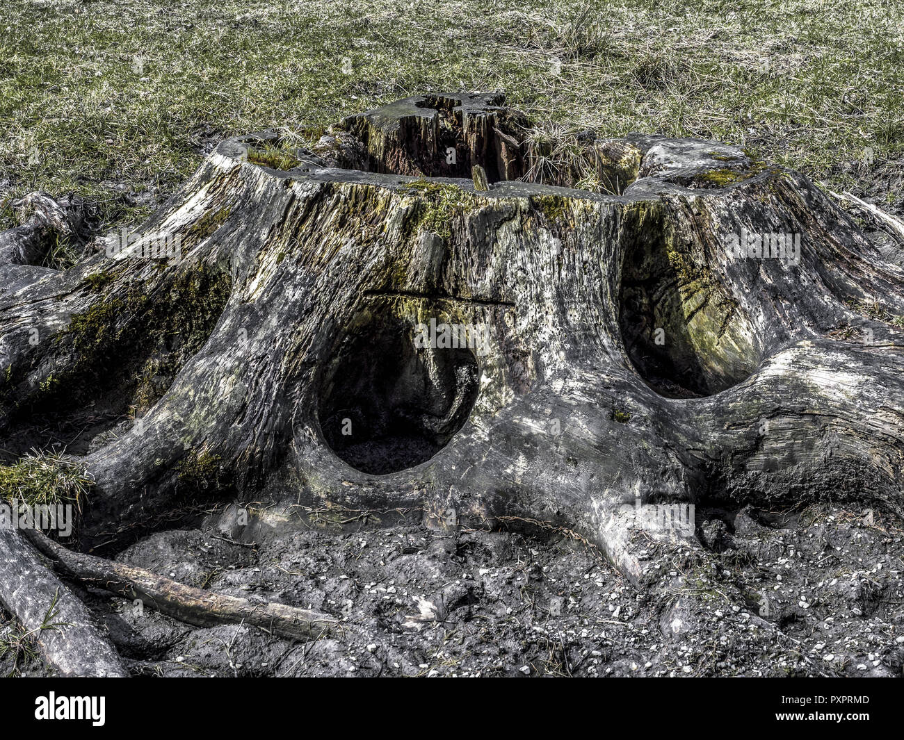 Tree, Rotten Stump Stock Photo - Alamy