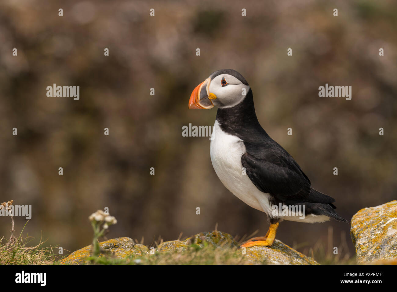 Atlantic Puffin colony at Elliston, Newfoundland, puffins close-up shot ...