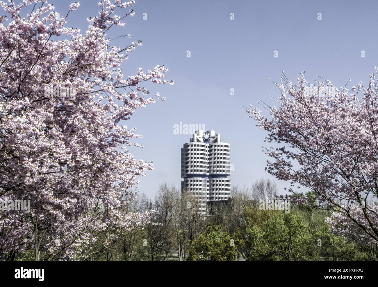 Flowering Cherry Trees, Olympic Park in Munich, Bavaria, Germany Stock ...