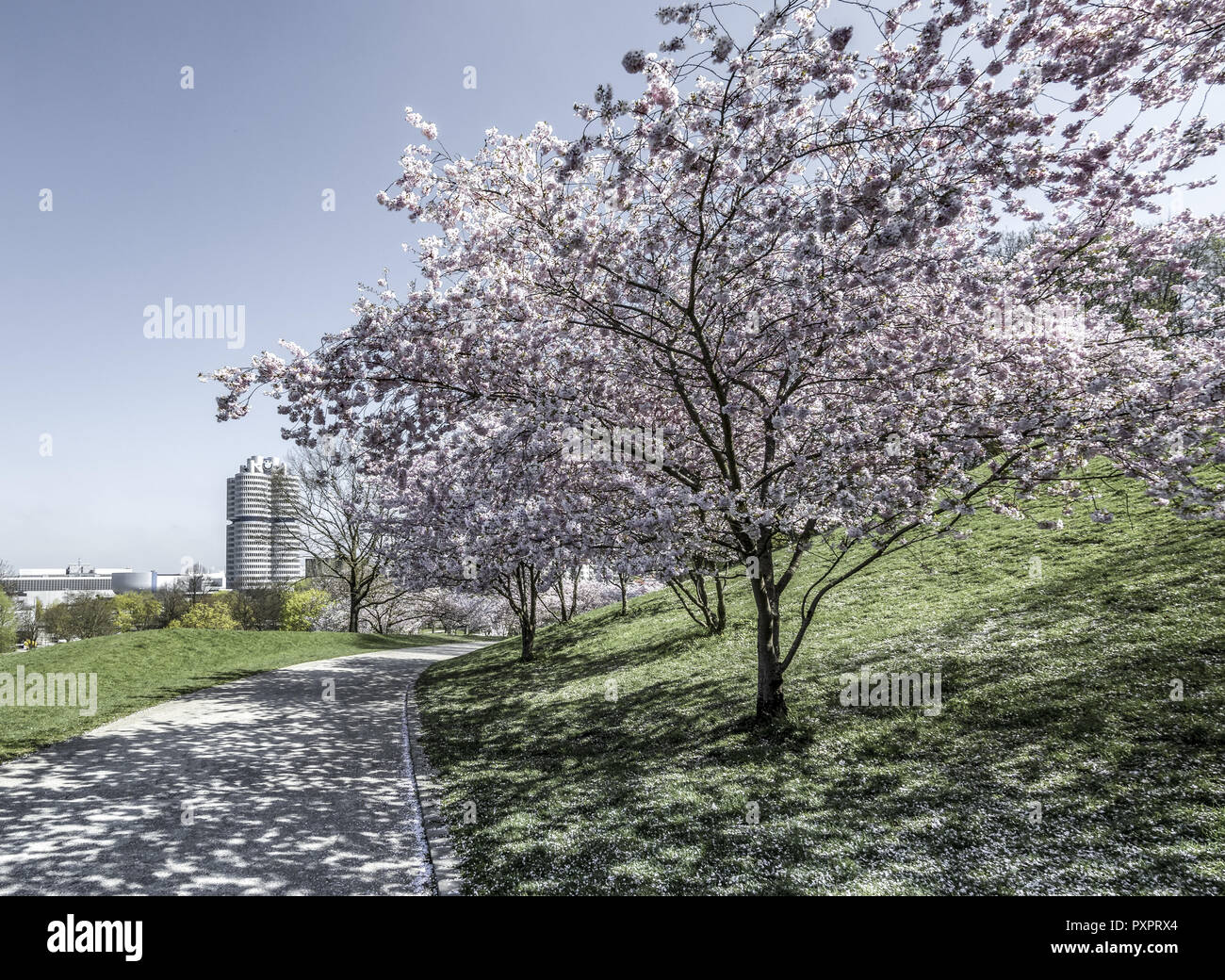 Flowering Cherry Trees, Olympic Park in Munich, Bavaria, Germany Stock ...