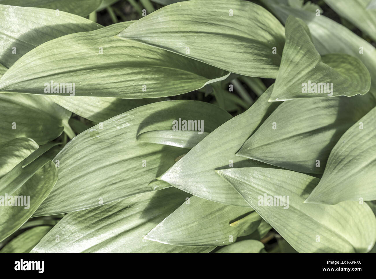 Ramsons (Allium ursinum), Bear s Garlic Stock Photo - Alamy