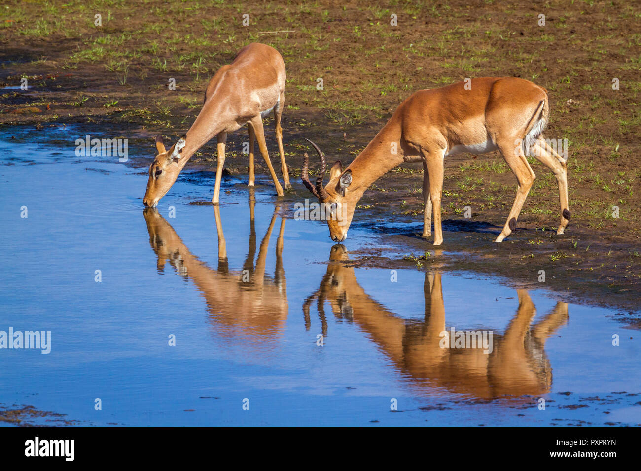 Common Impala in Kruger National park, South Africa ; Specie Aepyceros ...