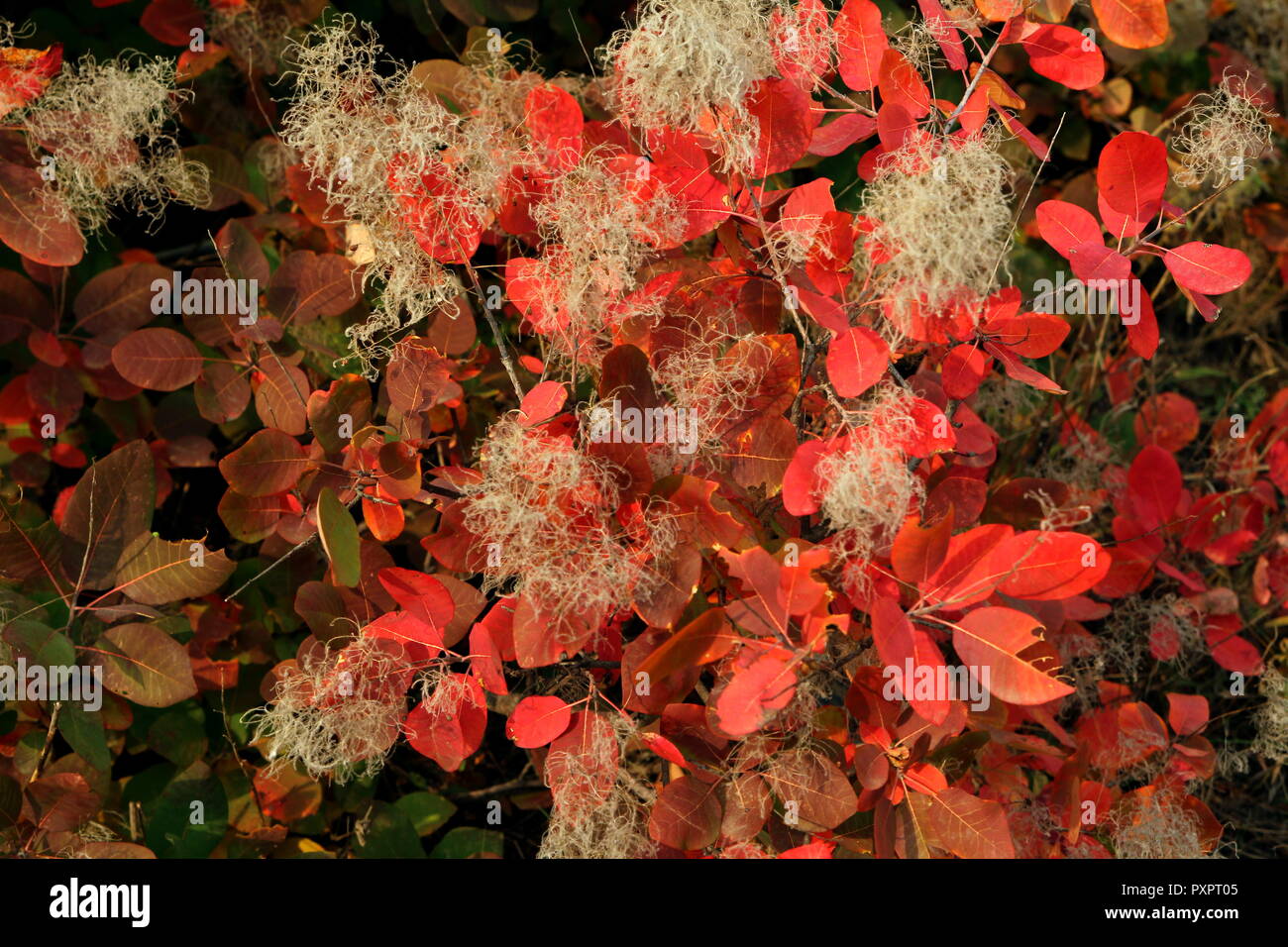Smoke tree in Autumn. Skumpia Stock Photo - Alamy