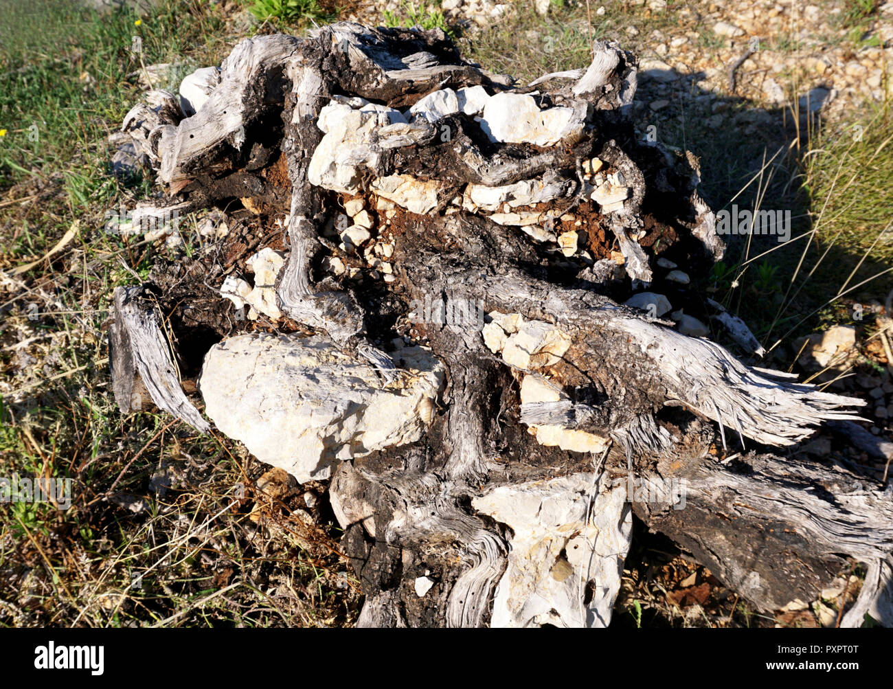 Old and broken wooden roots with stones in the karst rubble land Stock ...