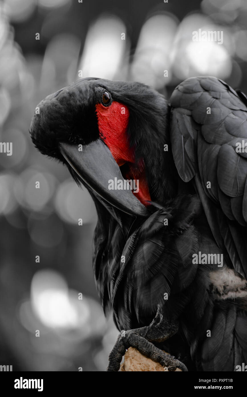 Black palm cockatoo with red cheek in black and white tropical forest ...