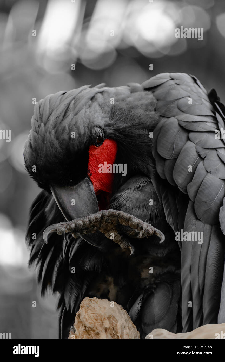 Black palm cockatoo with red cheek in black and white tropical forest ...