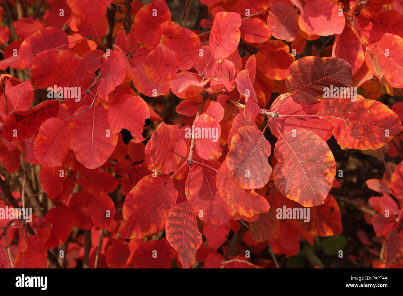 Smoke tree in Autumn. Skumpia Stock Photo - Alamy