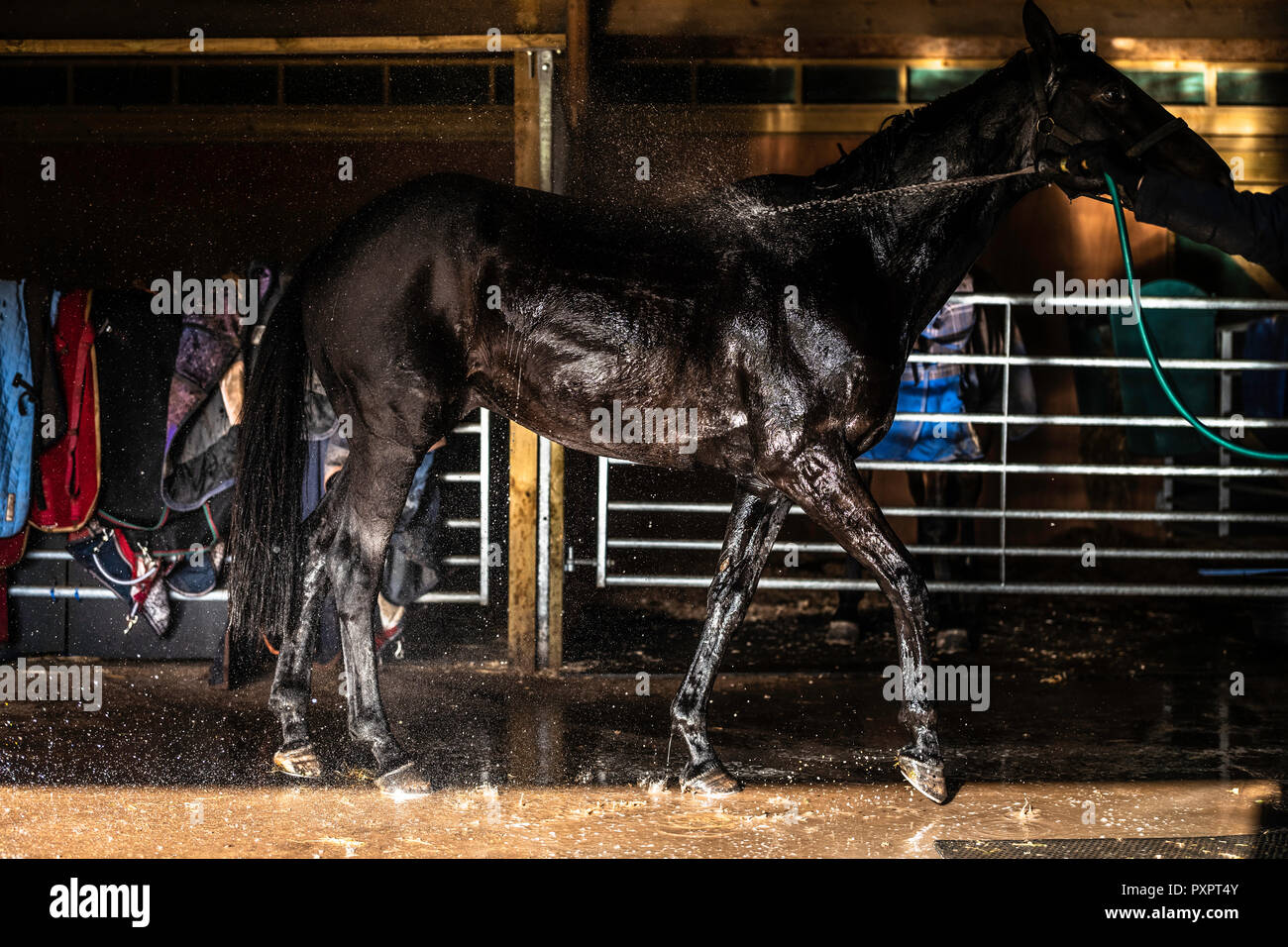 Racehorse In Stable Block High Resolution Stock Photography and Images - Alamy