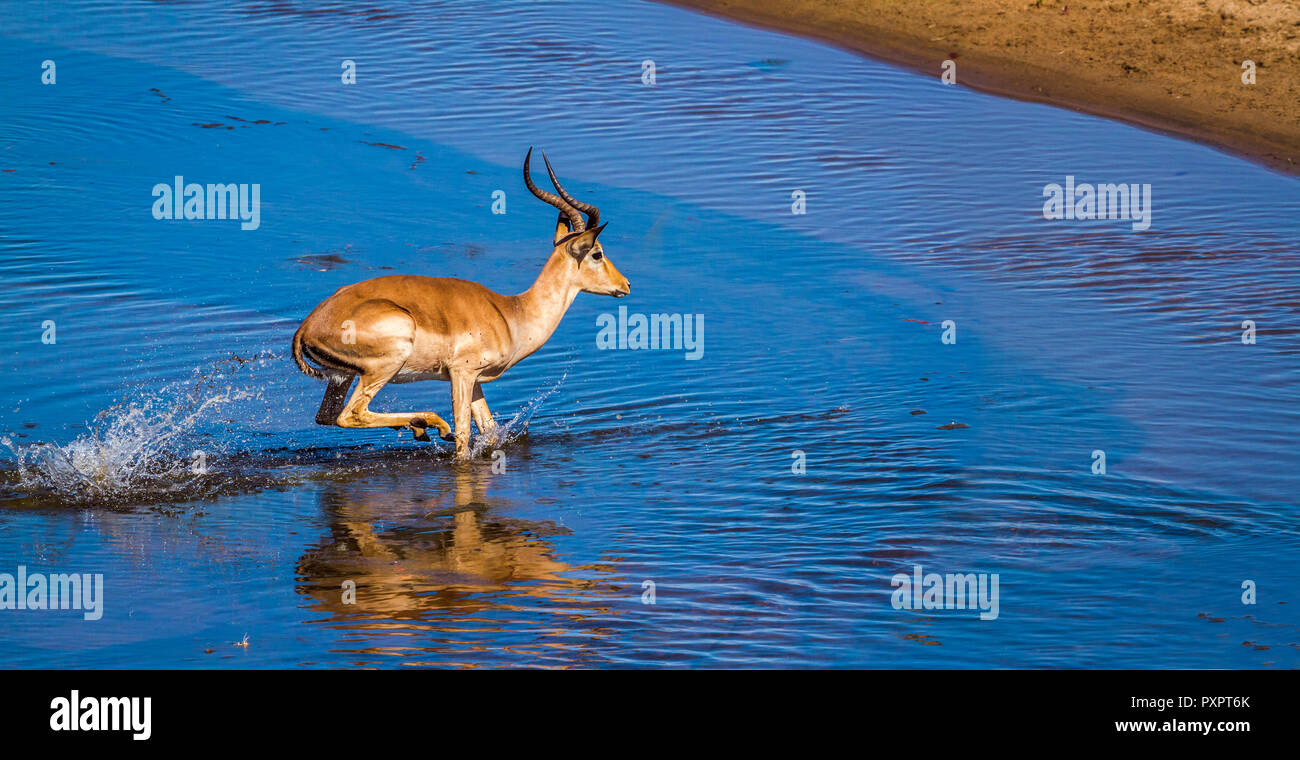 Common Impala in Kruger National park, South Africa ; Specie Aepyceros ...