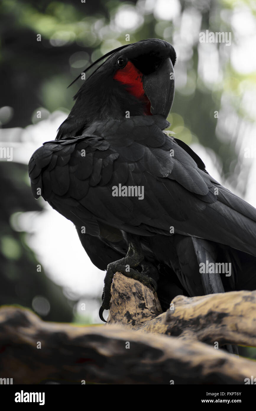 Black palm cockatoo with red cheek in green and blurred tropical forest ...