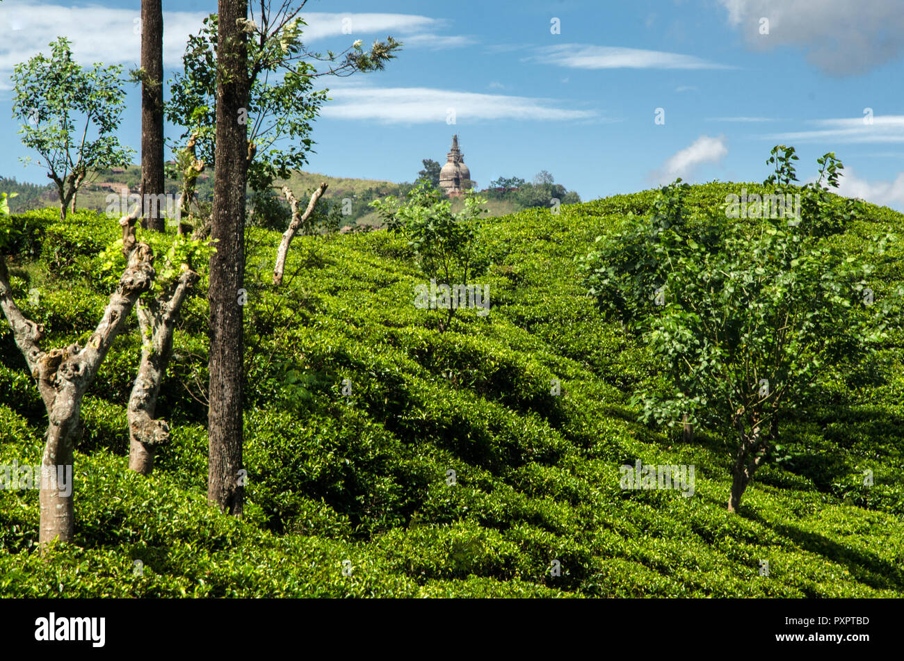 Tea plantations ceylon sri lanka hi-res stock photography and images ...