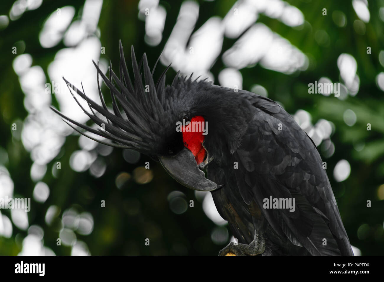 Black palm cockatoo with red cheek in green and blurred tropical forest ...
