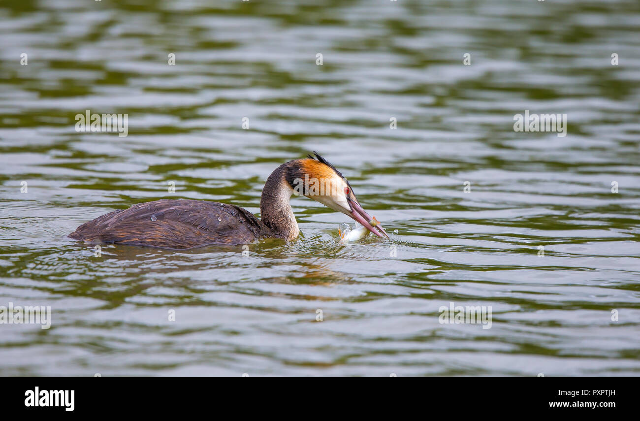 Close side view of wild, great-crested grebe (Podiceps cristatus ...