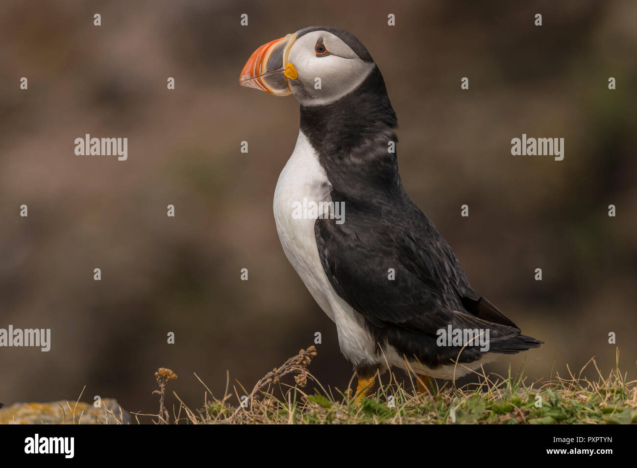 Atlantic Puffin colony at Elliston, Newfoundland, puffins close-up shot ...