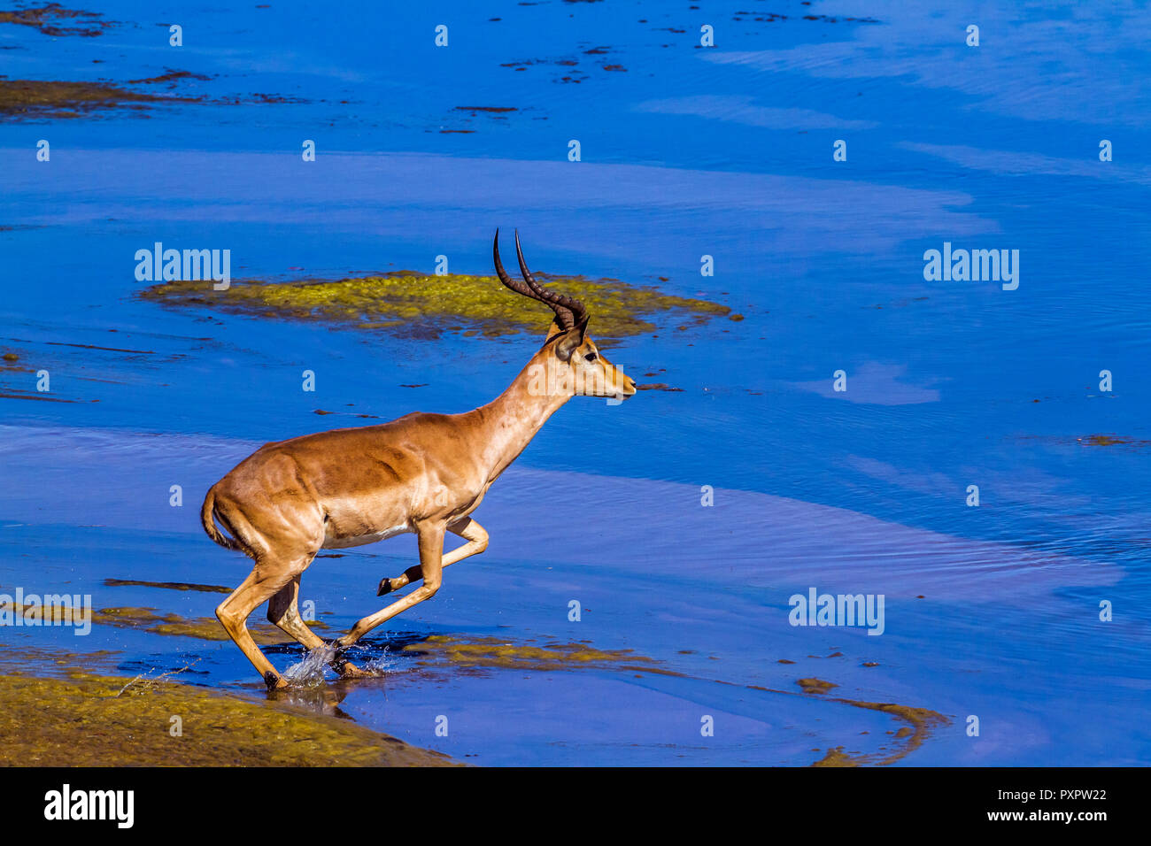 Common Impala in Kruger National park, South Africa ; Specie Aepyceros ...