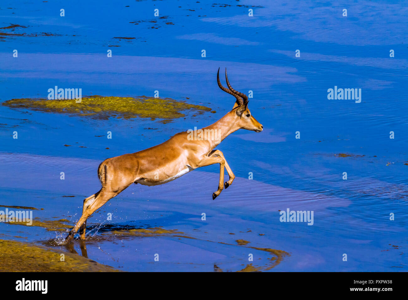 Common Impala in Kruger National park, South Africa ; Specie Aepyceros ...