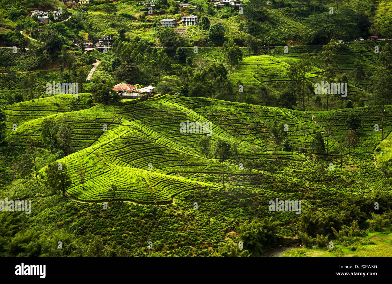 Ceylon tea plantations hi-res stock photography and images - Alamy Ceylon tea plantations hi-res stock photography and images - Alamy