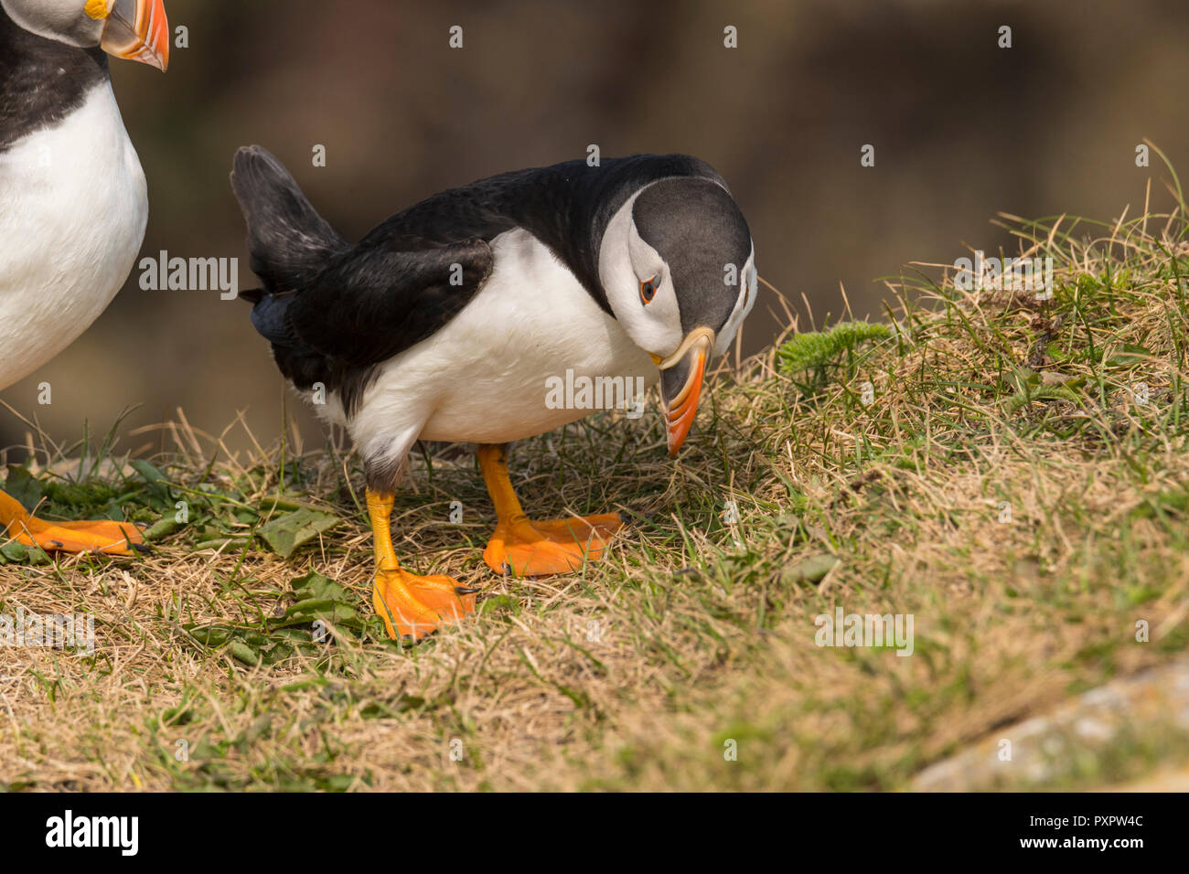 Atlantic Puffin colony at Elliston, Newfoundland, puffins close-up shot ...