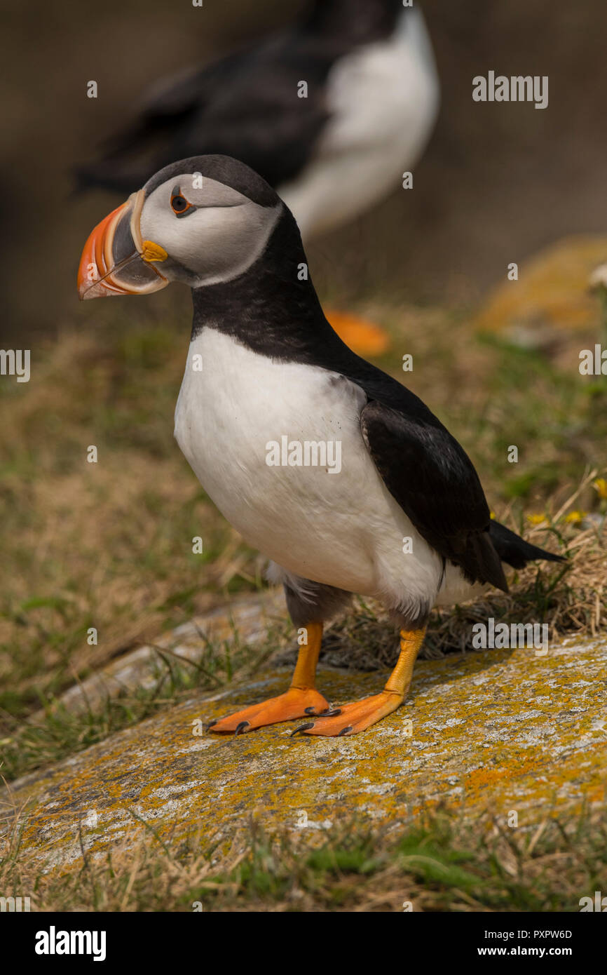 Atlantic Puffin colony at Elliston, Newfoundland, puffins close-up shot ...