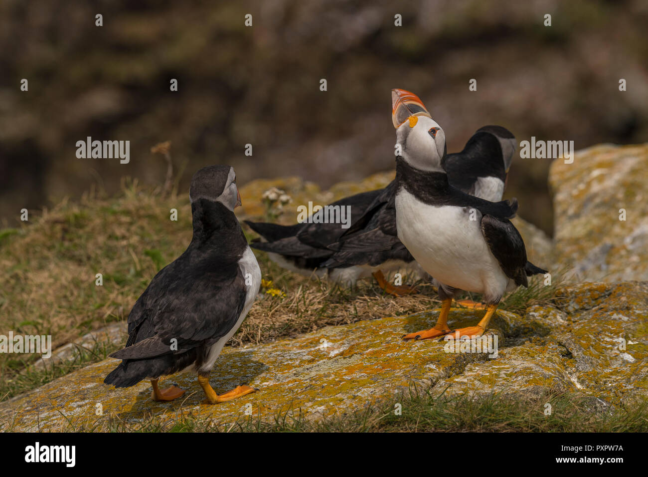 Atlantic Puffin colony at Elliston, Newfoundland, puffins close-up shot ...